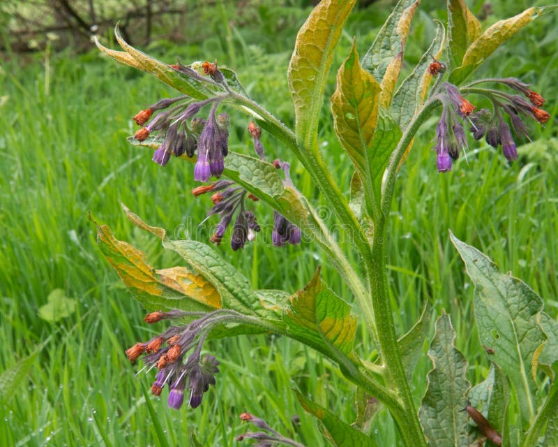 Common Comfrey, blooming stock image. Image of flowering - 316510339