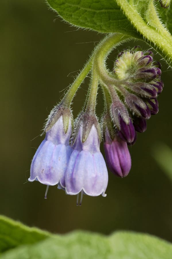 Common Comfrey stock photo. Image of plant, vertical - 53695636