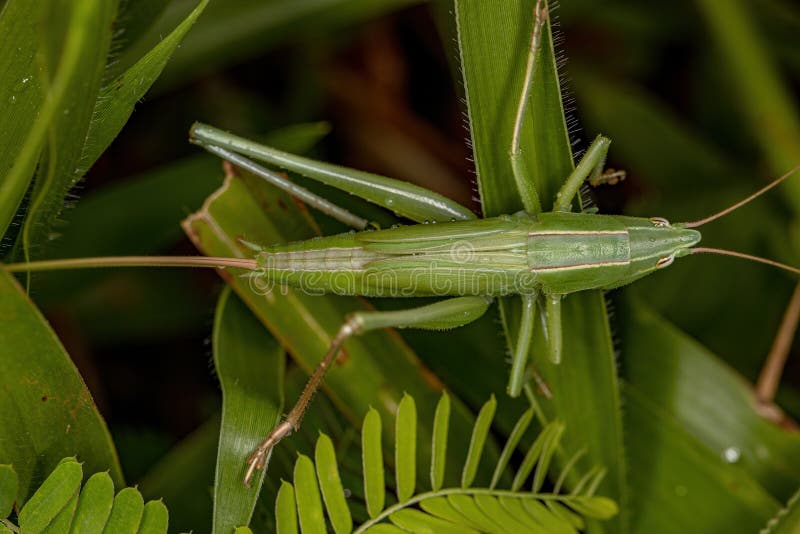 Common Conehead Nymph stock image. Image of copiphorini - 238164767