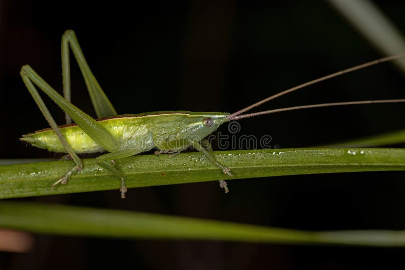 Common Conehead Nymph stock image. Image of leaf, nature - 238166907