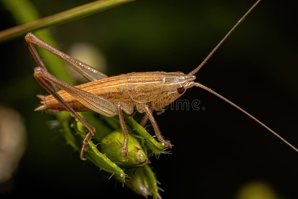Common Conehead Nymph stock photo. Image of invertebrate - 283677924