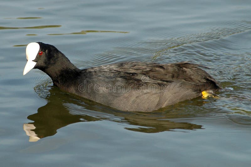 Common Coot stock image. Image of atra, bird, coot, wild - 11222363