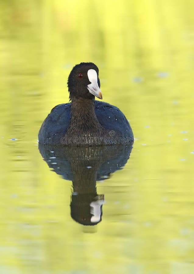 Common coot stock photo. Image of beak, feather, bird - 24540876