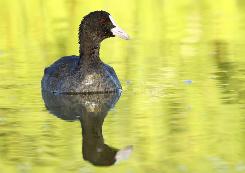 Common coot stock photo. Image of habitat, bird, beak - 24540900