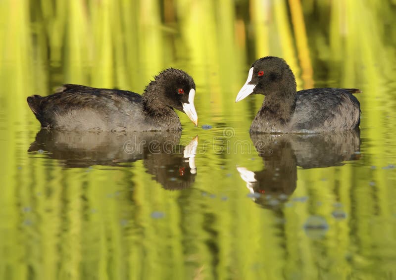 Common coot stock image. Image of water, wildlife, lake - 24540909