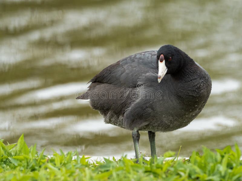 Common coot by a calm lake stock photo. Image of feathers - 262541808