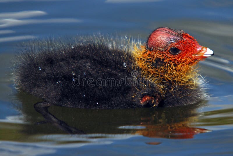 Common Coot Chick stock photo. Image of common, coot - 11222188