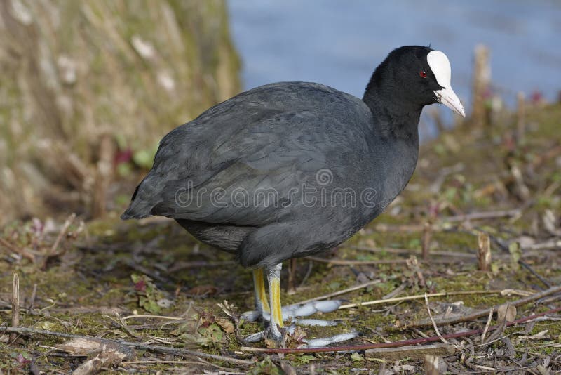 Common coot stock photo. Image of black, colour, suppressed - 83931624