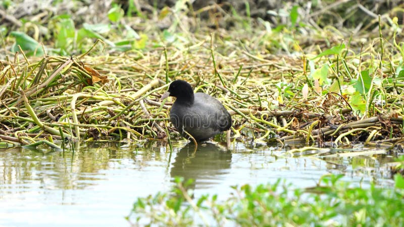 Common Coot Migration Birds in Thailand and Southeast Asia. Stock ...