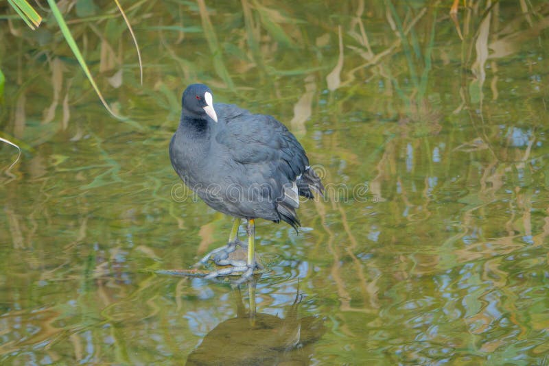 Common coot bird stock photo. Image of coolness, giving - 117847210