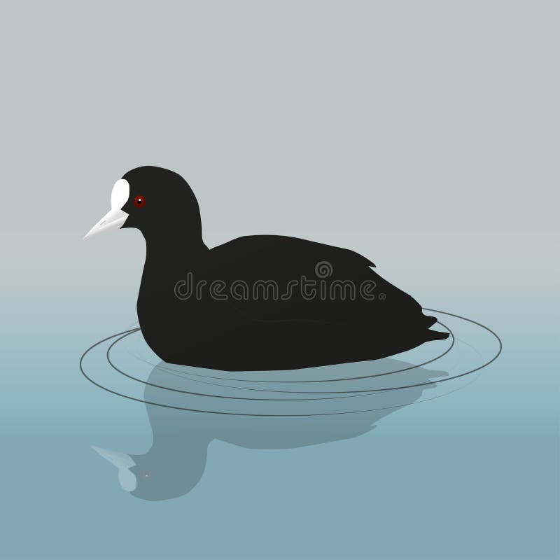Common coot stock vector. Illustration of animal, frontal - 83856879