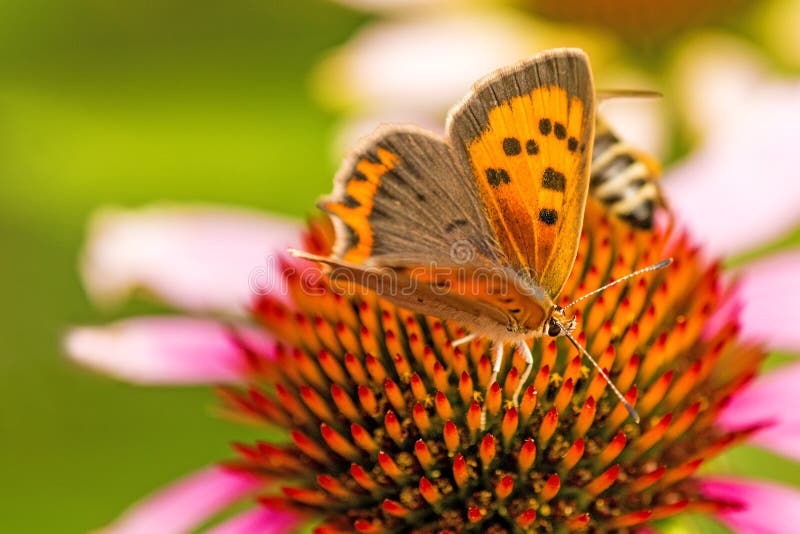 Common copper butterfly stock image. Image of butterfly - 96508853