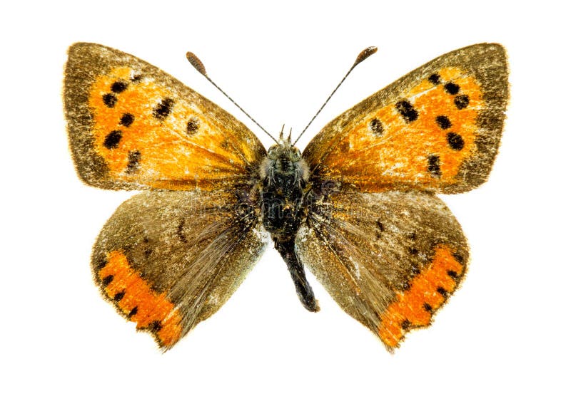 Common Copper butterfly stock image. Image of closeup - 46588259