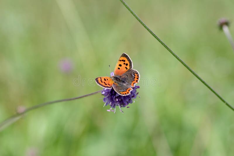 Common Copper with Outstretched Wings Stock Photo - Image of nature ...