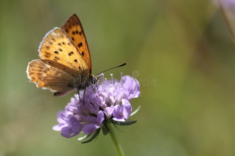 Common Copper or Small Copper Butterfly Pollinating a Flower in Purple ...
