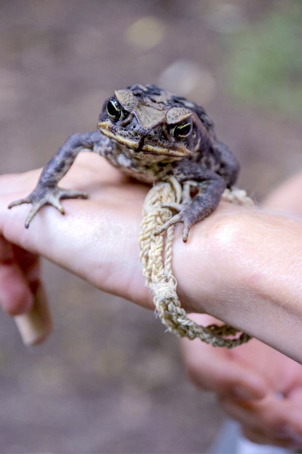 A Close-up of Coqui Tree Frog in Its Natural Environment Stock Photo ...