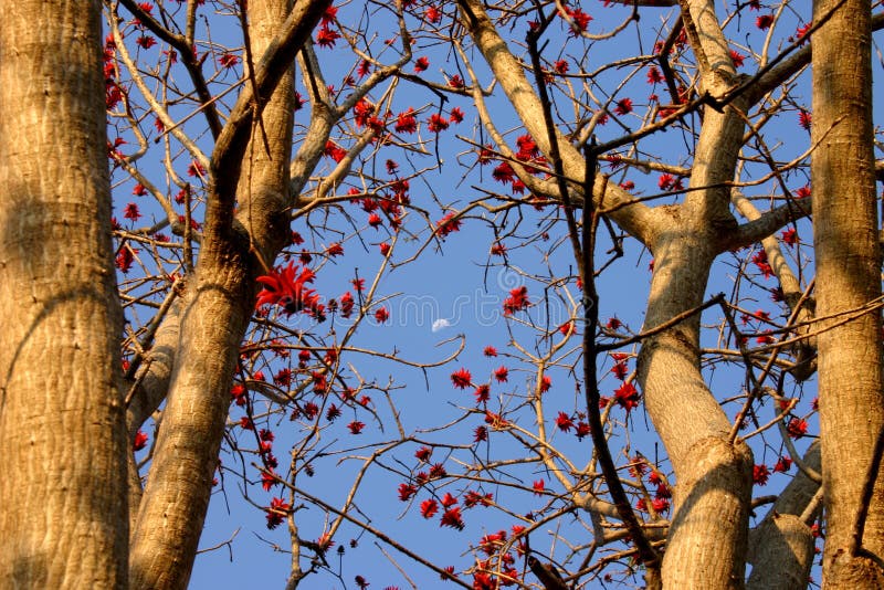 Common coral tree stock photo. Image of moon, trunk, bark - 3093314