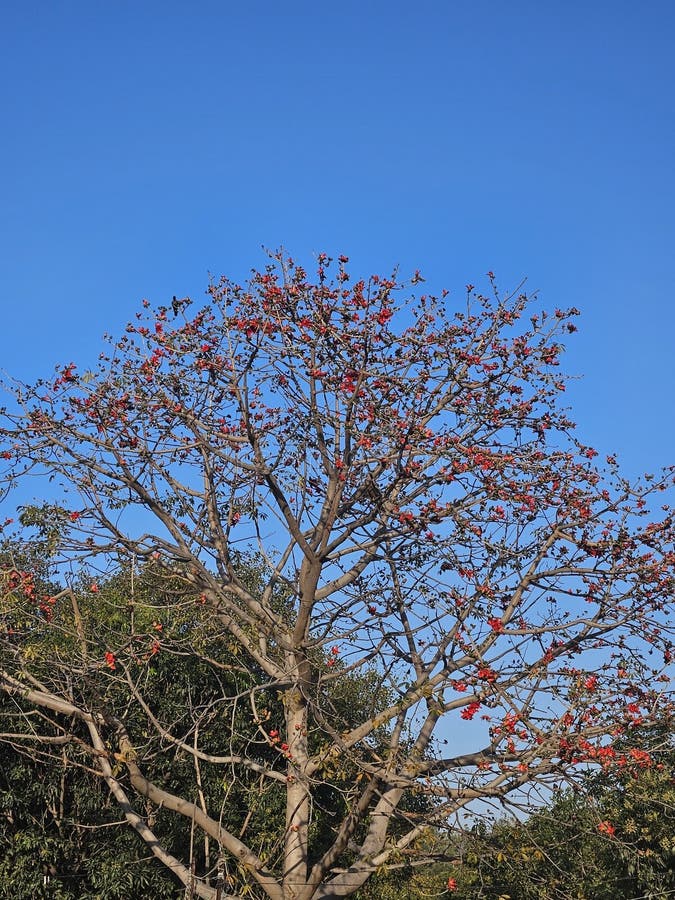 Common coral tree stock image. Image of green, presummar - 371385679