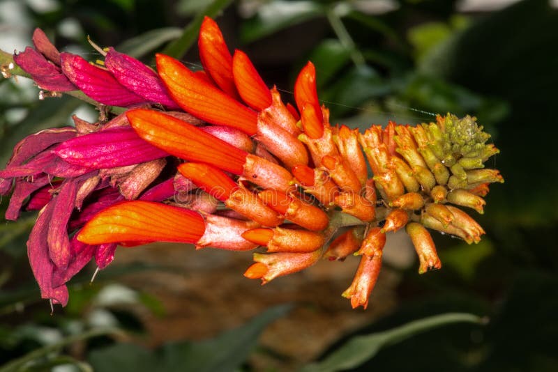 Common Coral Tree stock photo. Image of deciduous, erythrina - 186783064