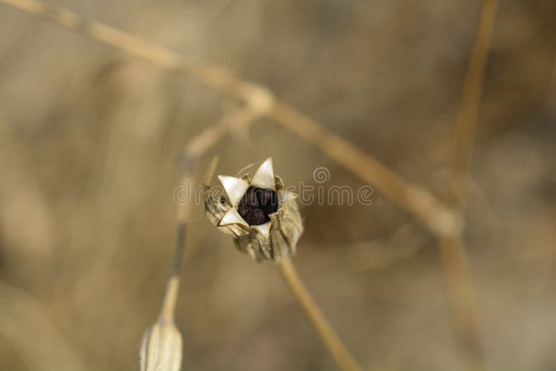 Common corn cockle stock image. Image of capsule, githago - 228129323