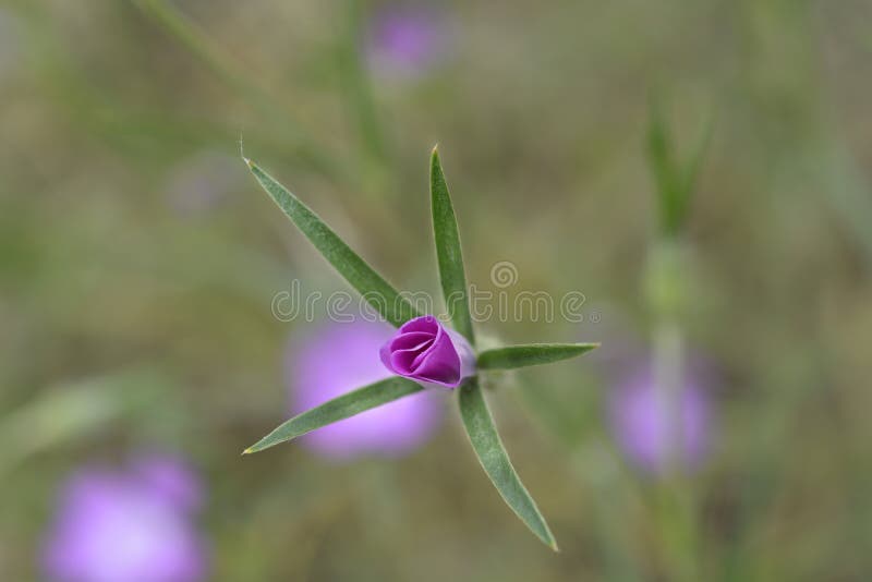 Common corn cockle stock image. Image of githago, garden - 186742147