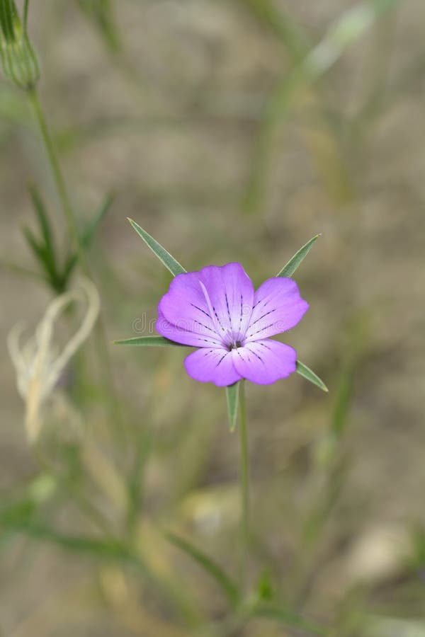 Common corn cockle stock image. Image of seed, githago - 227162735