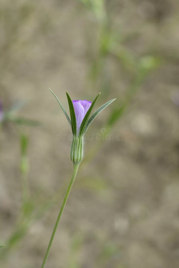 Common corn cockle stock image. Image of campion, githago - 189647511