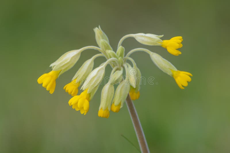 Common Cowslip (Primula Veris) Stock Photo - Image of lithuania ...
