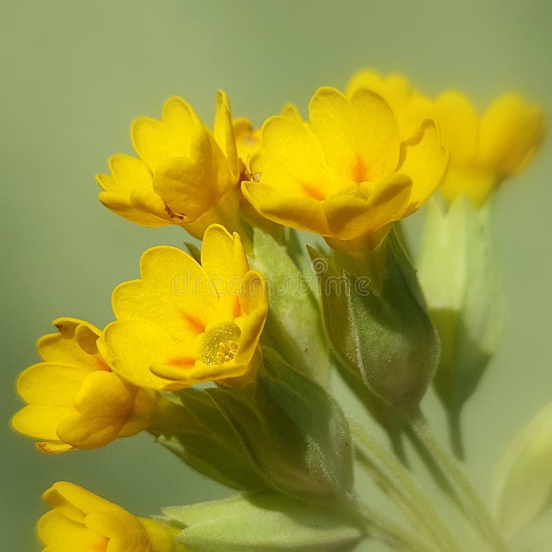 Common Cowslip (Primula Veris) Stock Image - Image of herbaceous, luck ...