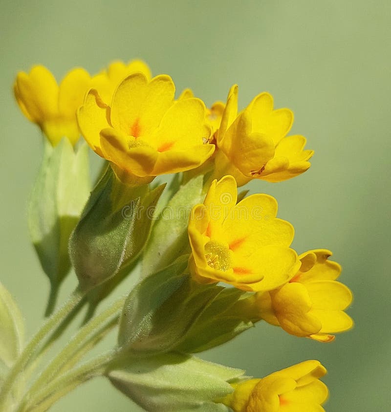Common Cowslip (Primula Veris) Stock Photo - Image of lithuania ...