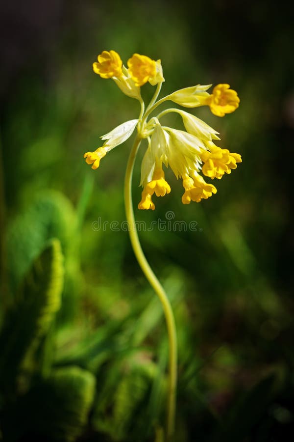 Common Cowslip (Primula Veris) Stock Photo - Image of lithuania ...