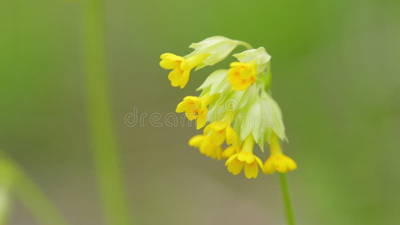 Common Cowslips or Primula Veris, in Bloom. Flower of a Cowslip. Close ...