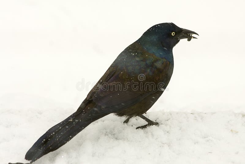 Common Crackle stock photo. Image of season, seed, feeding - 13057302