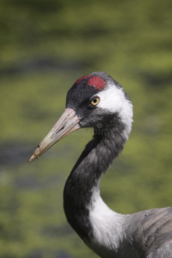 Common crane stock image. Image of adult, detail, nature - 15553565