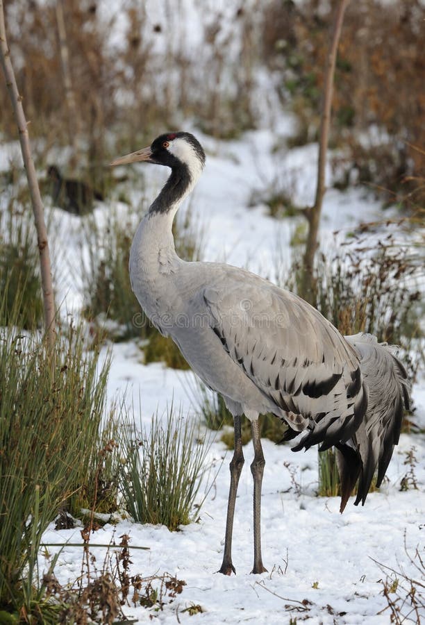 Common Crane stock image. Image of crane, marsh, wetland - 17585335