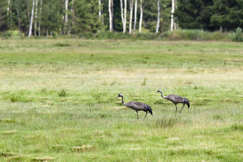 Common crane stock photo. Image of animals, fields, nature - 18521772
