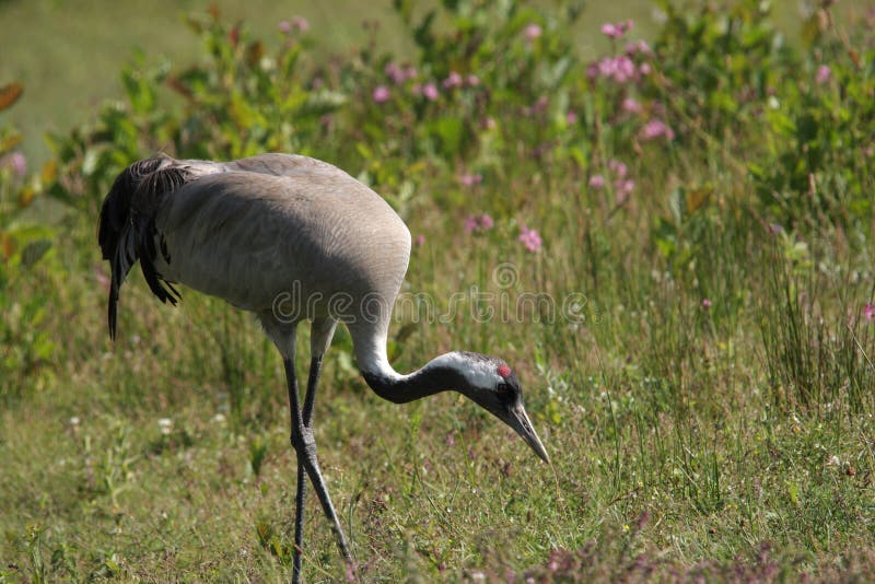 Common Crane stock photo. Image of wild, wildlife, biodiversity - 22222310