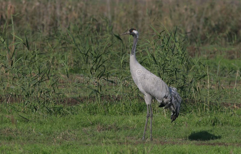 Common Crane stock photo. Image of green, field, wildlife - 29163562