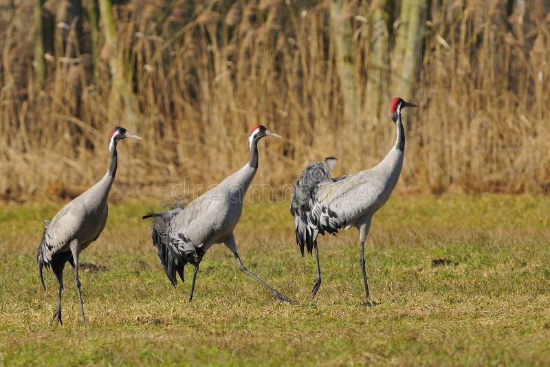 Common crane stock photo. Image of outdoor, fauna, full - 29678064