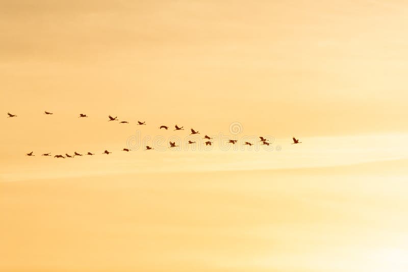 Common crane stock photo. Image of eurasian, autumn - 263755092