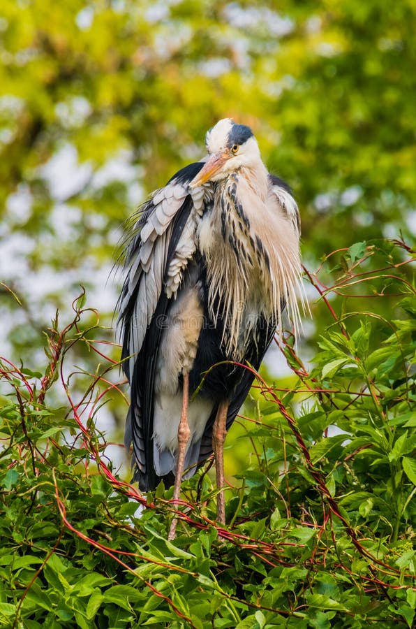 Common Crane Bird Standing Waiting on Tree for Fish Stock Image - Image ...
