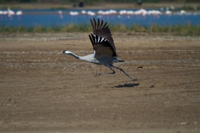 Bird taking flight stock image. Image of takeoff, peace - 6805575