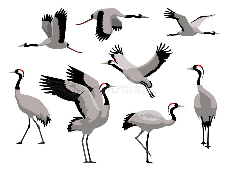 Common Crane Bird Various Poses Flying Walking Vector Character Stock ...