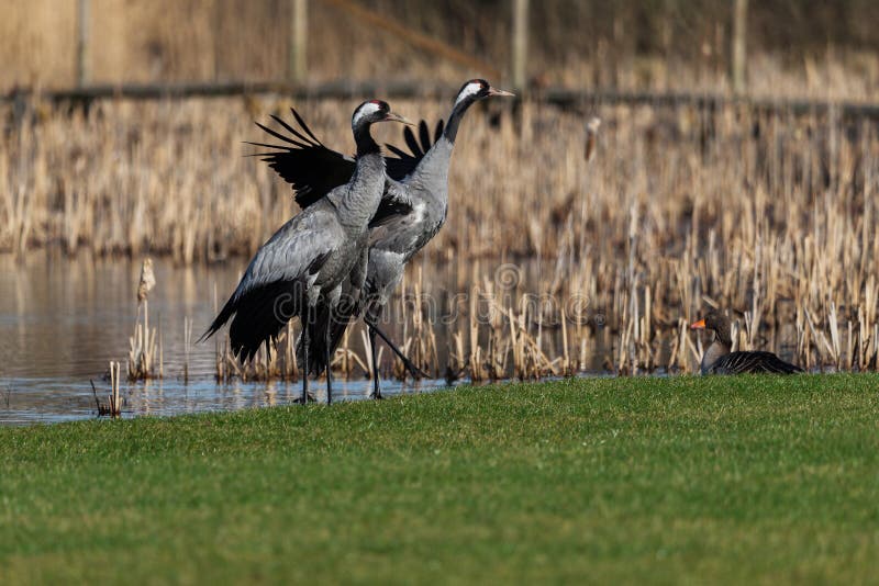 Common Crane Birds (Grus Grus), Spreading Wings Stock Photo - Image of ...