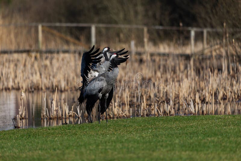 Common Crane Birds (Grus Grus), Spreading Wings Stock Image - Image of ...