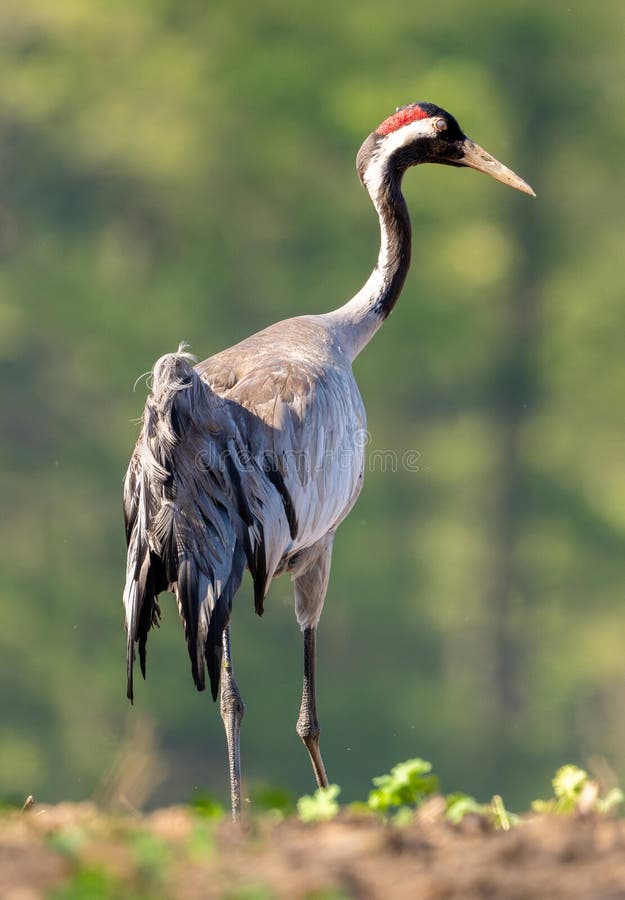 Common Crane on a Blurred Background Stock Photo - Image of bird ...