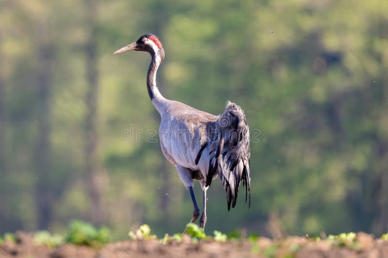 Common Crane on a Blurred Background Stock Image - Image of feather ...
