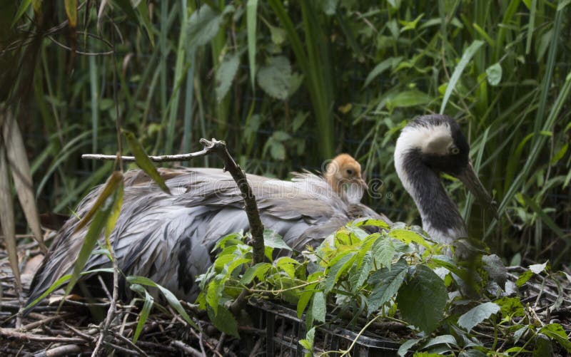 Crane In Its Nest On Top Of Roman Ruins Stock Image - Image of nest ...