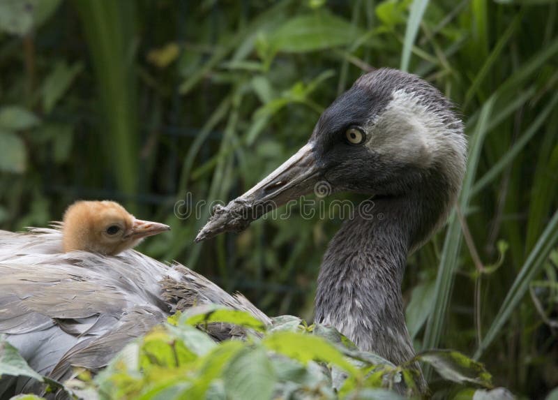 Common Crane with the Chick in the Nest Stock Image - Image of bird ...