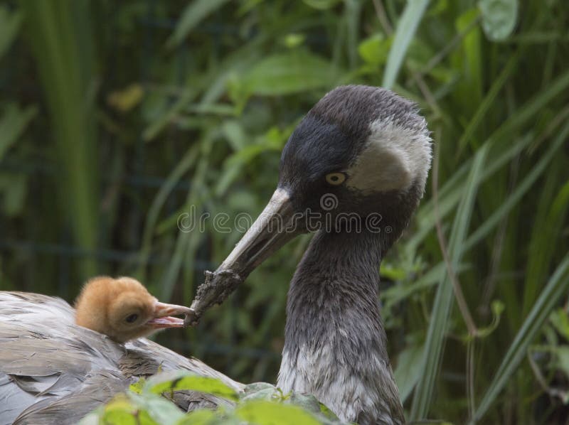 Common Crane with the Chick in the Nest Stock Image - Image of born ...